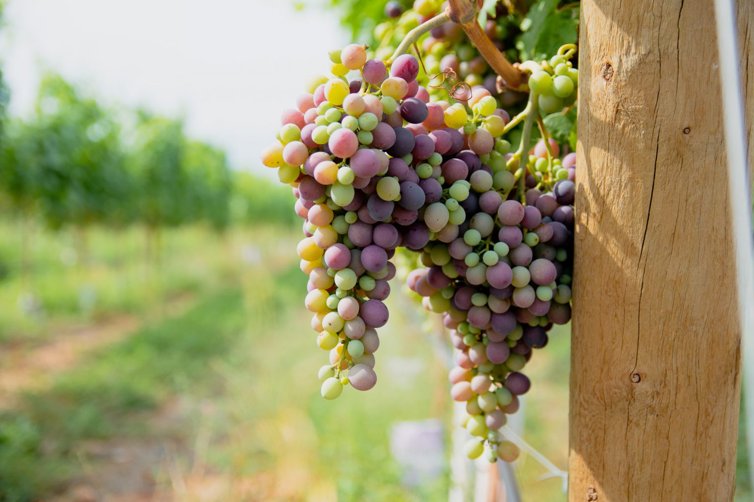 Home - Lakeside Cellars